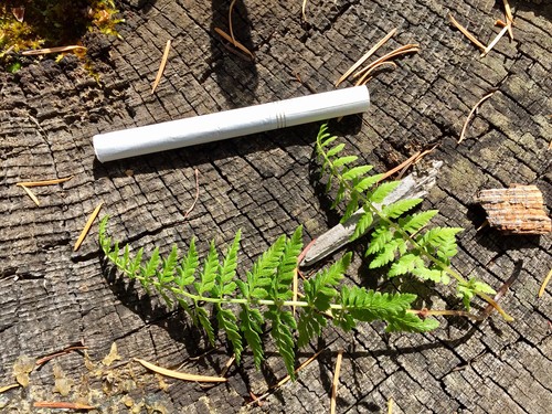 Cystopteris reevesiana - PictureThis