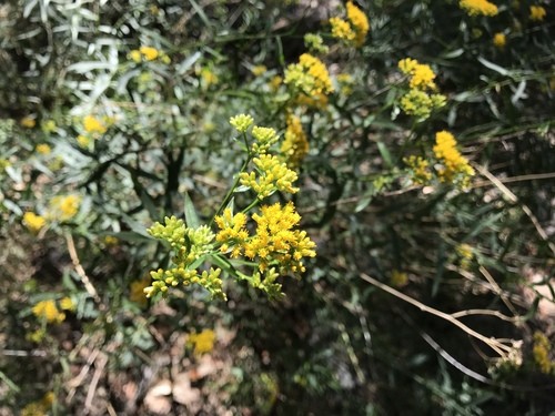 гумхед (Gymnosperma glutinosum) - PictureThis