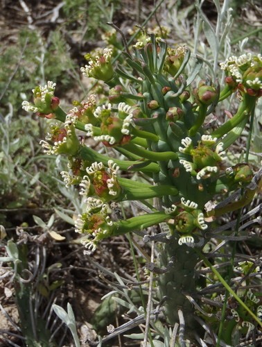 Medusa's head (Euphorbia caput-medusae) Flower, Leaf, Care, Uses ...