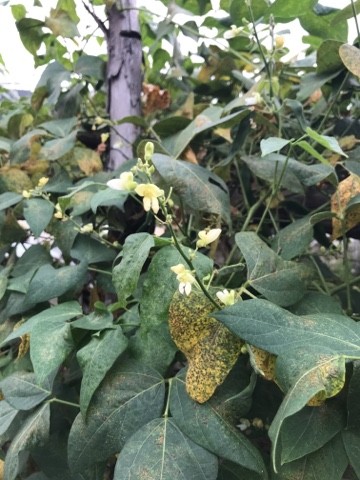 Limabohne (Phaseolus lunatus) - PictureThis