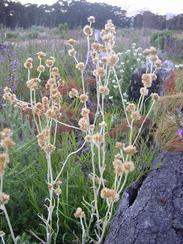 Pseudognaphalium undulatum - PictureThis