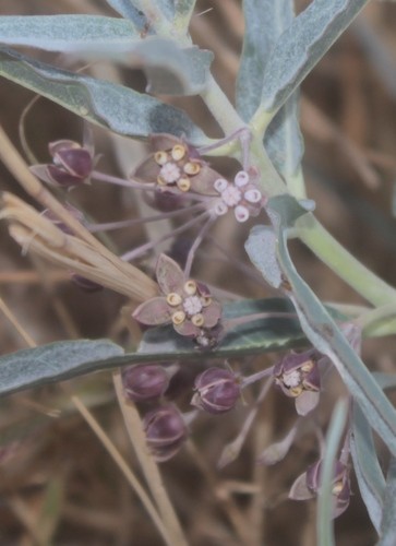 Lechosilla (Asclepias brachystephana) - PictureThis