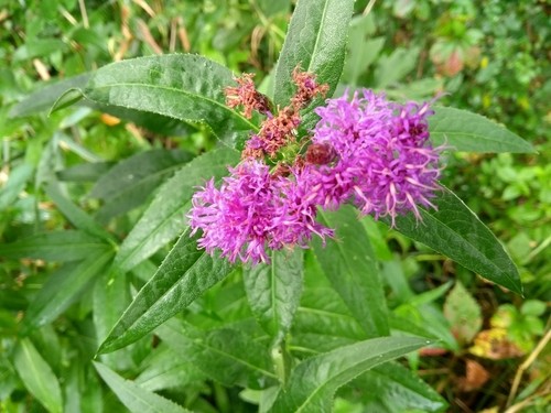 Vernonia fasciculata - PictureThis