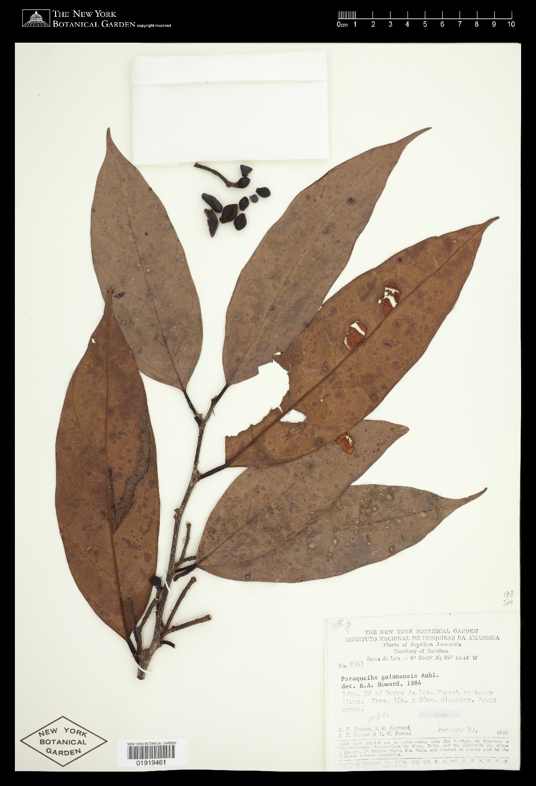 Umari sauvage Care (Watering, Fertilize, Pruning, Propagation ...