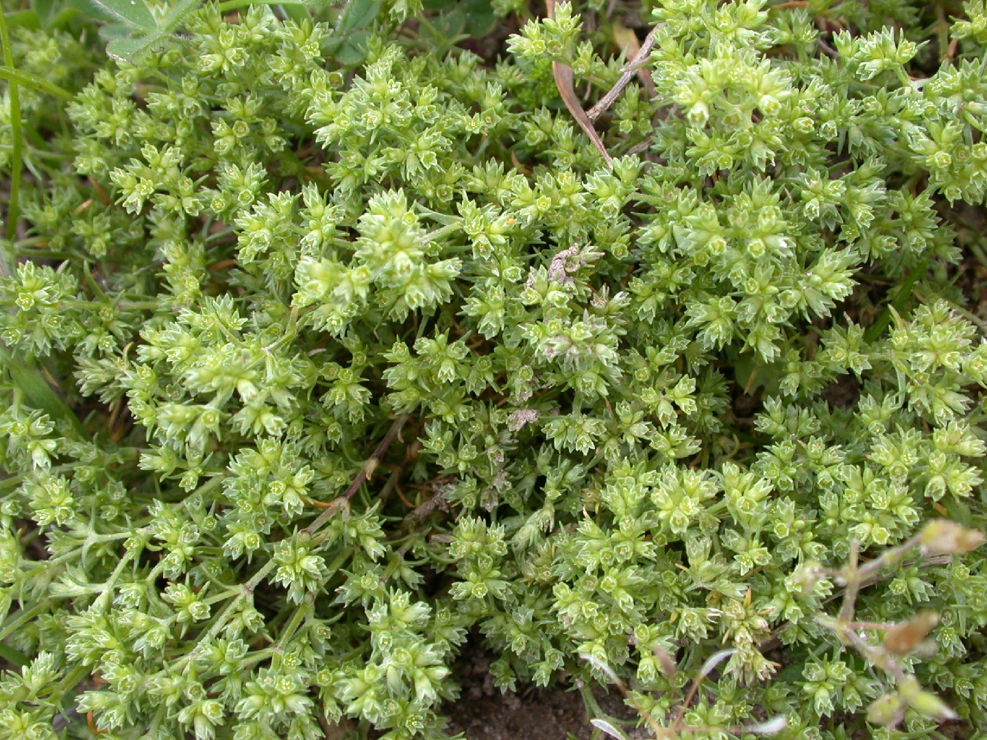 German knotgrass (Scleranthus) Flower, Leaf, Care, Uses - PictureThis