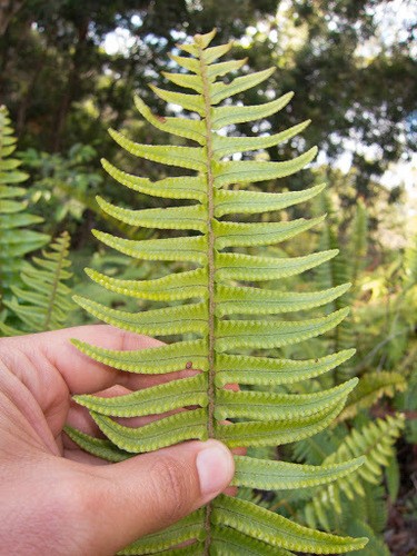 Helecho espada (Nephrolepis exaltata) - PictureThis