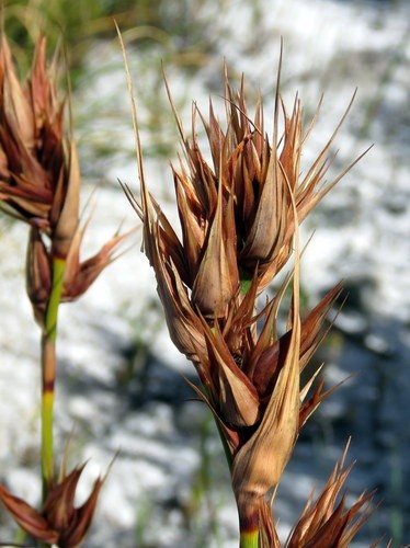 Tetraria - PictureThis