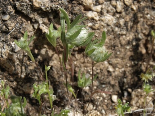 Stylocline - PictureThis