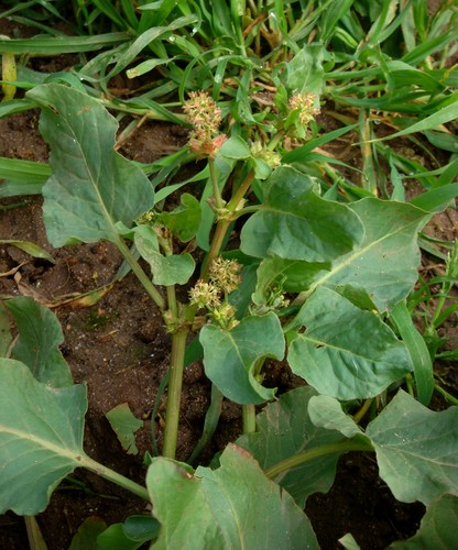 Romaza espinosa (Rumex spinosus) - PictureThis