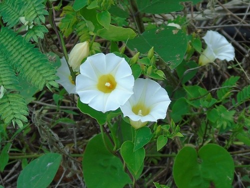 Aguinaldo blanco (Turbina corymbosa) - PictureThis