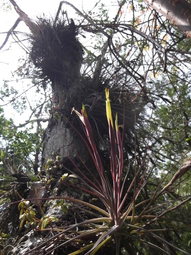 Piñuela (Tillandsia schiedeana) - PictureThis