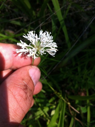 Marshallia obovata - PictureThis