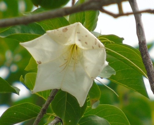Hintonia latiflora - PictureThis