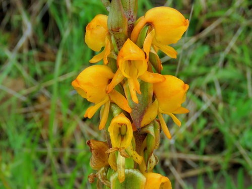 Satyrium coriifolium - PictureThis