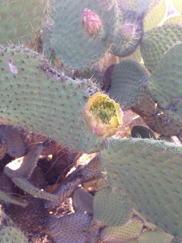 Nopal blanco (Opuntia leucotricha) - PictureThis