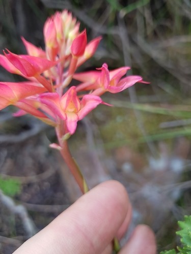 Disa ferruginea 照顧，種植，繁殖，開花時間 - PictureThis