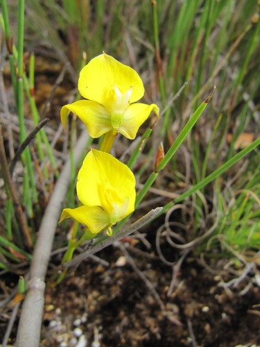 Disa tenuifolia - PictureThis