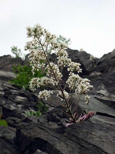 Pyramidal saxifrage (Saxifraga cotyledon) Flower, Leaf, Care, Uses ...