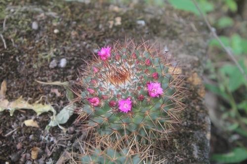 Pin-cushion cactus (Mammillaria polythele) Flower, Leaf, Care, Uses ...