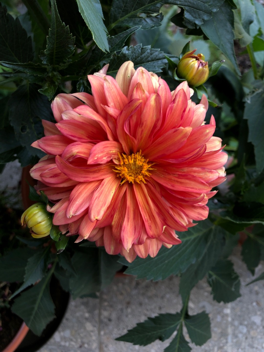 Dahlia (Dahlia) Flower, Leaf, Care, Uses - PictureThis