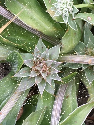 Coastal eryngo (Eryngium armatum) Flower, Leaf, Care, Uses - PictureThis