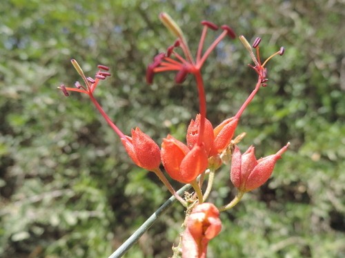 Cadaba aphylla - PictureThis