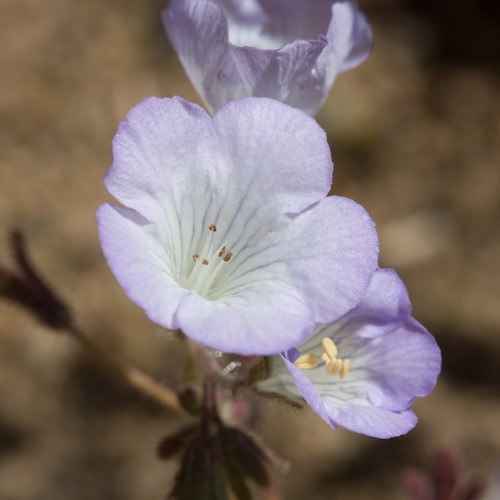 Phacelia douglasii - PictureThis