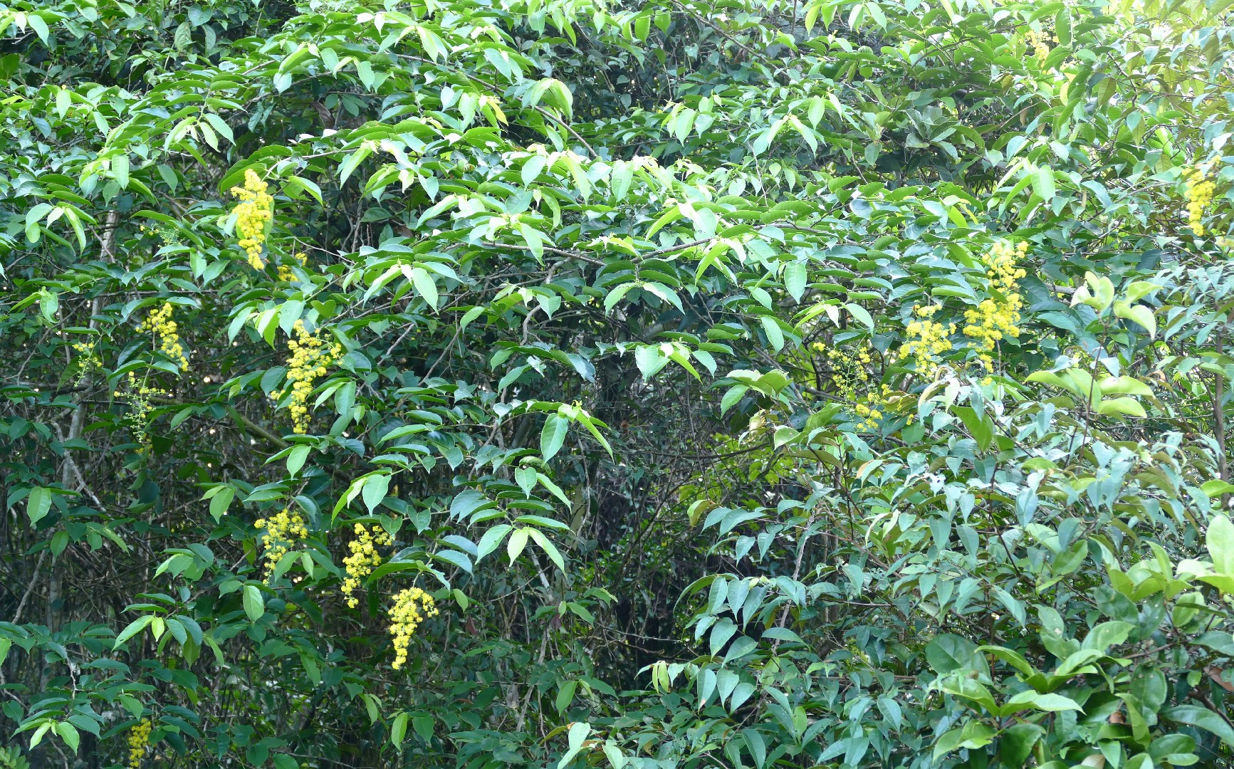 Banara guianensis - PictureThis