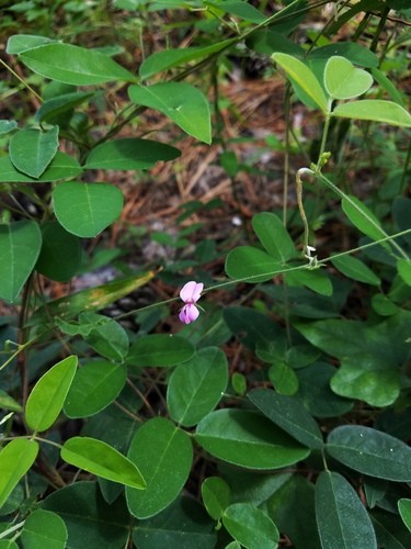 Galactia regularis - PictureThis