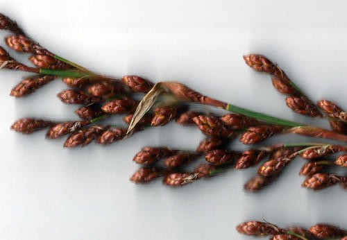 Jointed rushes (Restionaceae) Flower, Leaf, Care, Uses - PictureThis