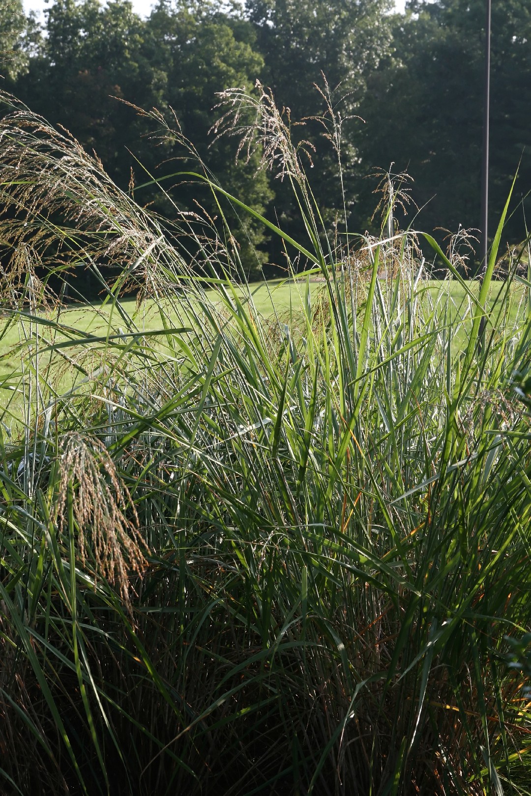 Bitter panicum (Panicum amarum) - PictureThis