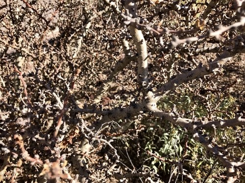 Jatropha cuneata - PictureThis
