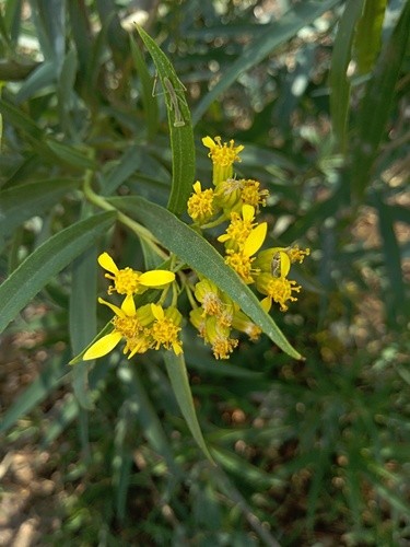 Chamizo blanco (Barkleyanthus salicifolius) - PictureThis