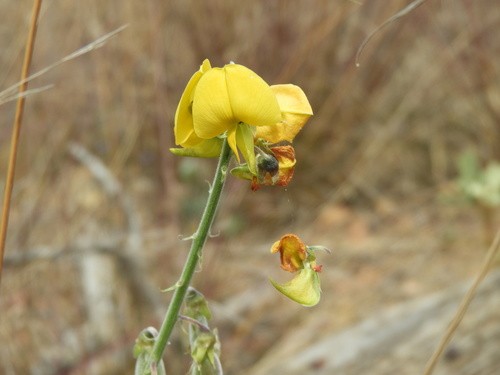 Low rattlebox (Crotalaria pumila) Flower, Leaf, Care, Uses - PictureThis