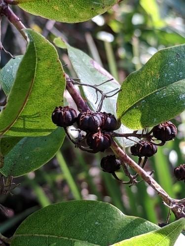 Florida hobblebush (Agarista populifolia) Flower, Leaf, Care, Uses ...