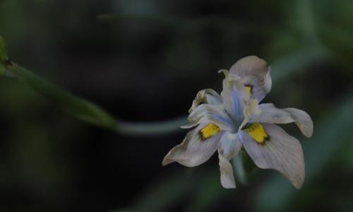 Moraea vegeta - PictureThis