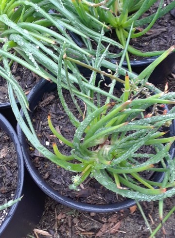 Plantago crassifolia - PictureThis