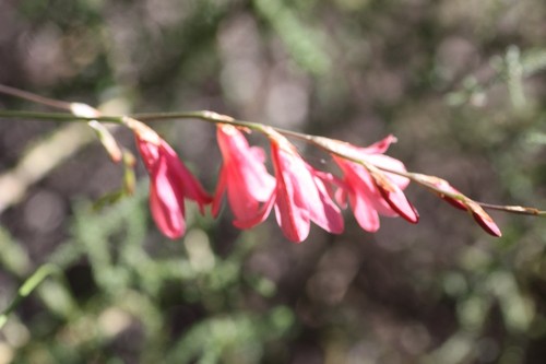 Tritonia disticha - PictureThis