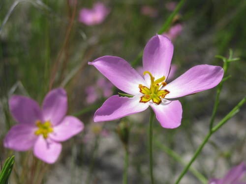 Sabatia stellaris - PictureThis