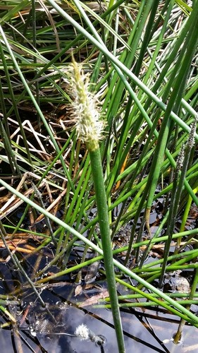 Tall spike sedge (Eleocharis sphacelata) Flower, Leaf, Care, Uses ...