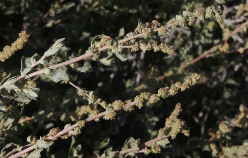 Waxy saltbush (Atriplex glauca) Flower, Leaf, Care, Uses - PictureThis