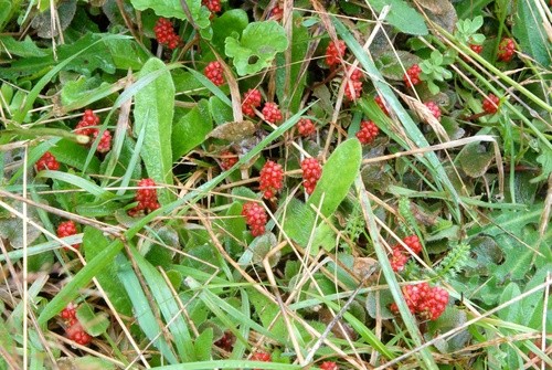 Gunnera prorepens - PictureThis