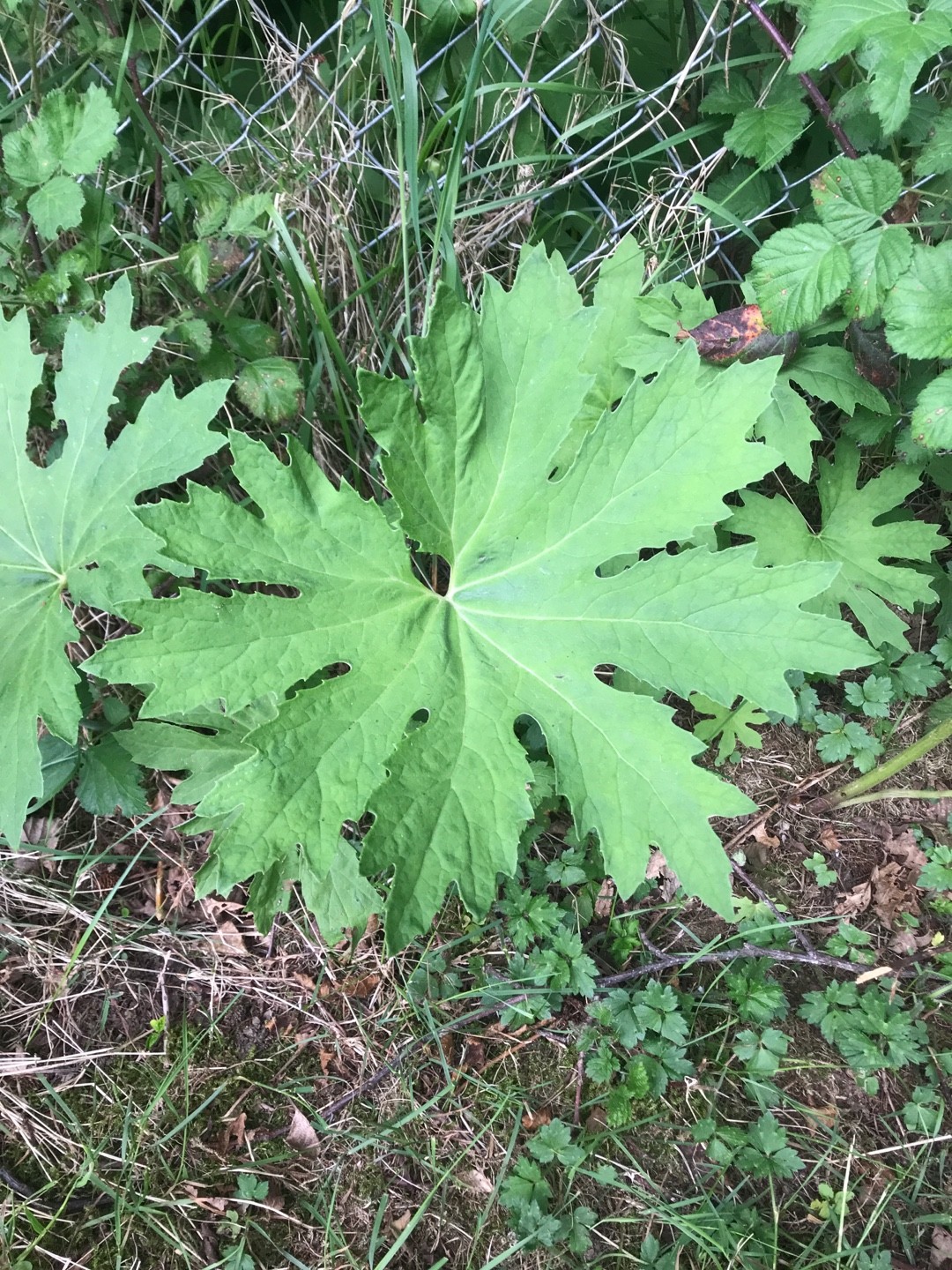 Petasites - PictureThis