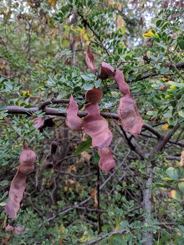 Wright acacia (Senegalia wrightii) Flower, Leaf, Care, Uses - PictureThis