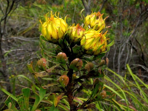 How to Plant and Grow Broad-leaf featherbush(Aulax umbellata)