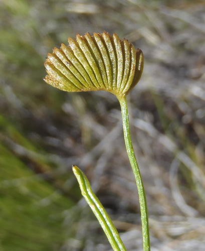 Toothbrush fern (Schizaea pectinata) Flower, Leaf, Care, Uses - PictureThis