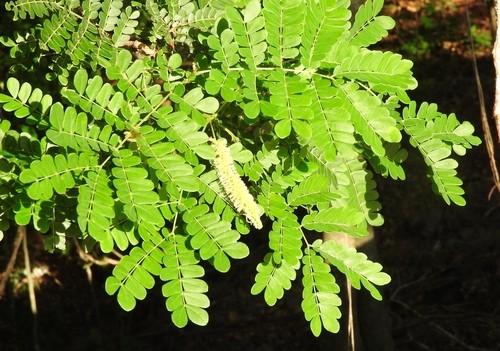 Piptadenia Care (Watering, Fertilize, Pruning, Propagation) - PictureThis