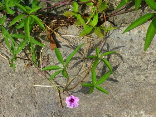 Ipomoea wrightii - PictureThis