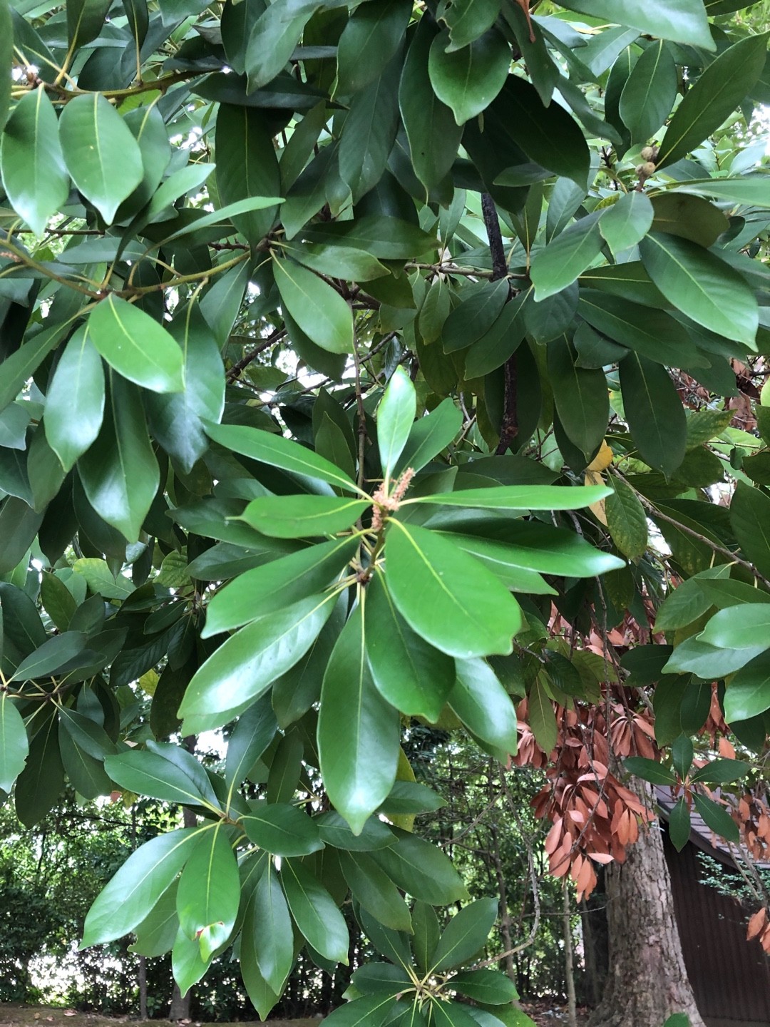 Lithocarpus henryi - PictureThis
