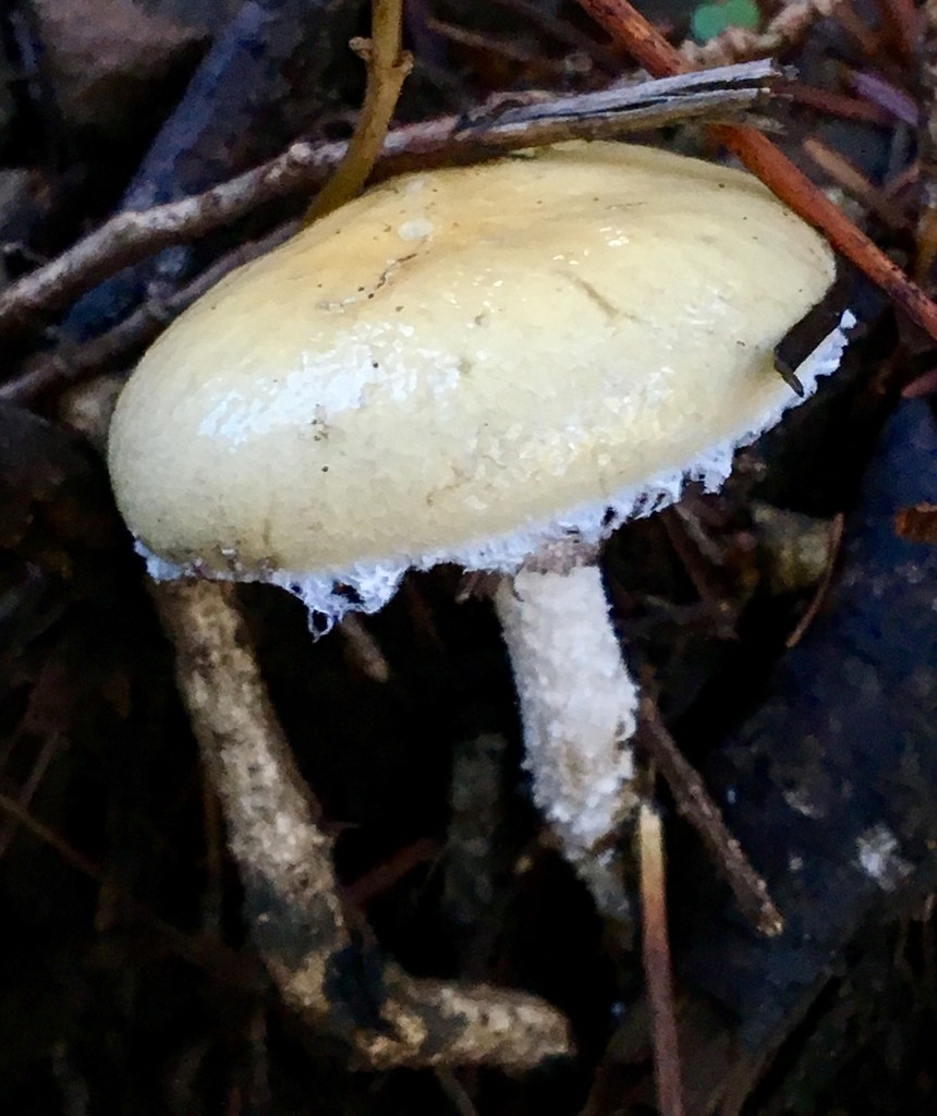 Roundheads (Stropharia) Flower, Leaf, Care, Uses - PictureThis